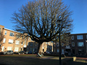 Rustenburg en Zuiderpark - Wandel door de straten van Den Haag